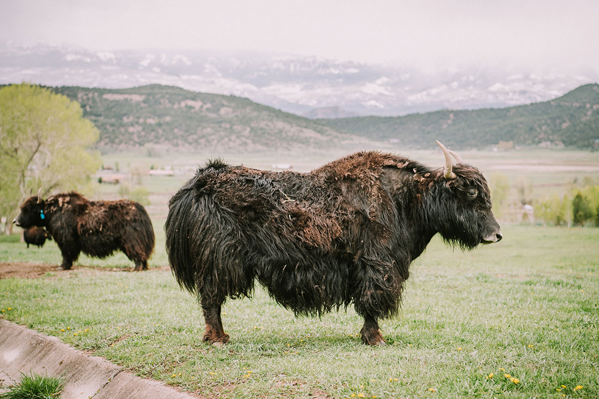 High Altitude Yaks in Ridgway, Colorado - Lizzie Tilles